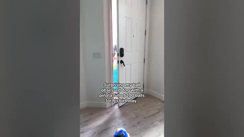 What Owners Do For Tennis-Ball Obsessed Dog’s Birthday Melts Hearts