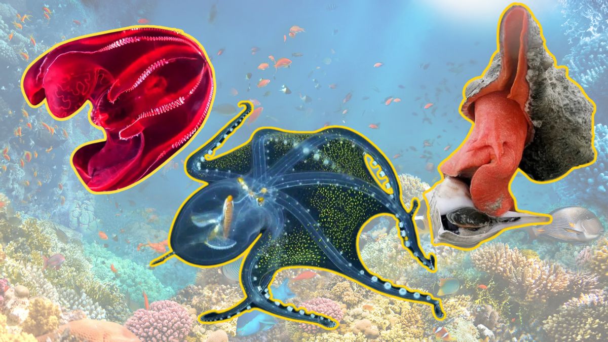 13 fact checks featuring real sea creatures you have to see to believe