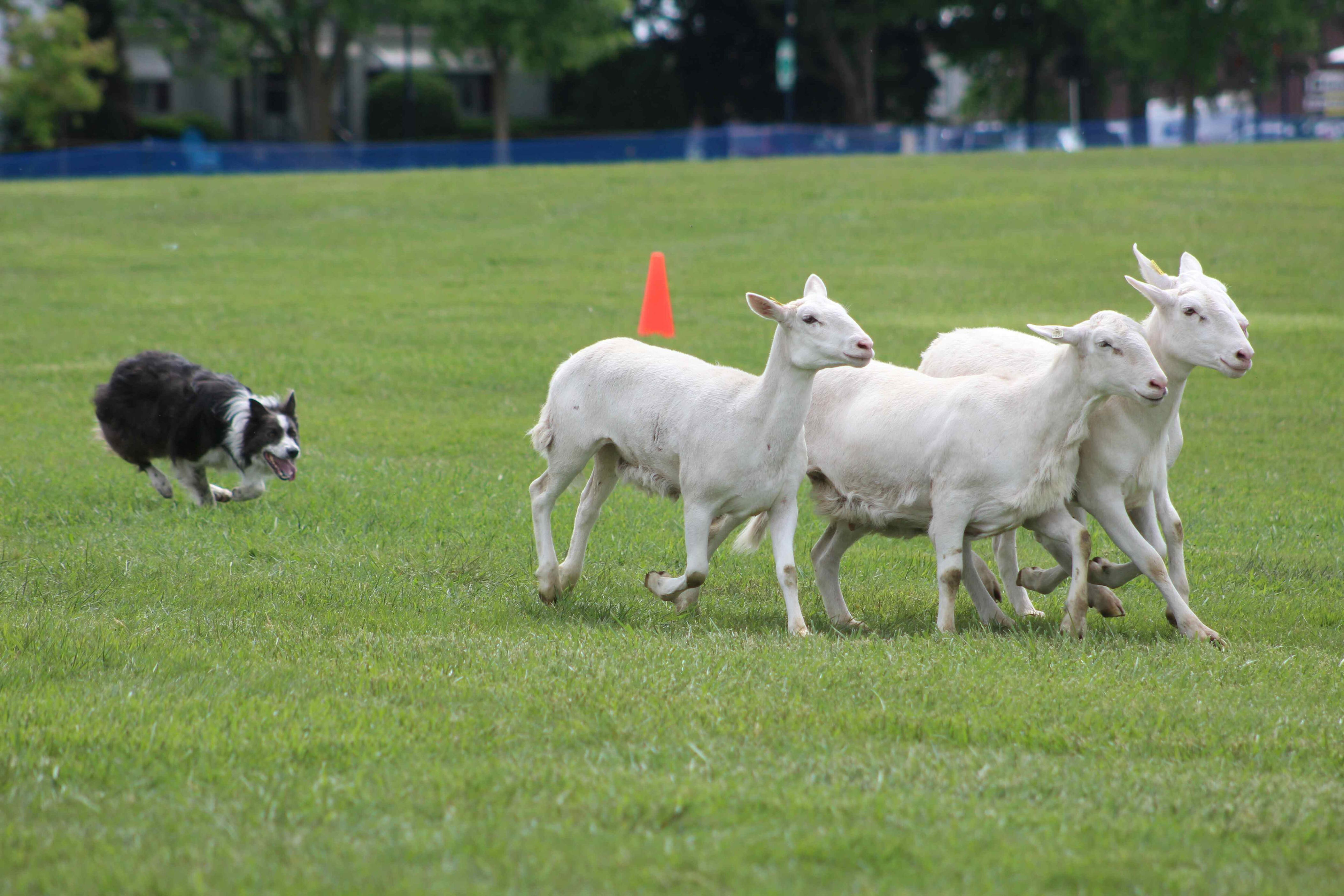 Frankenmuth Dog Bowl returns Memorial Day weekend