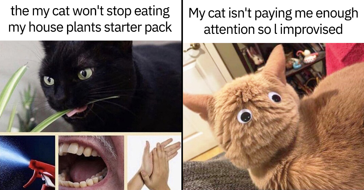 40 Funny Cat Memes For Anyone Who’s Been Ignored By Their Own Pet (May ...