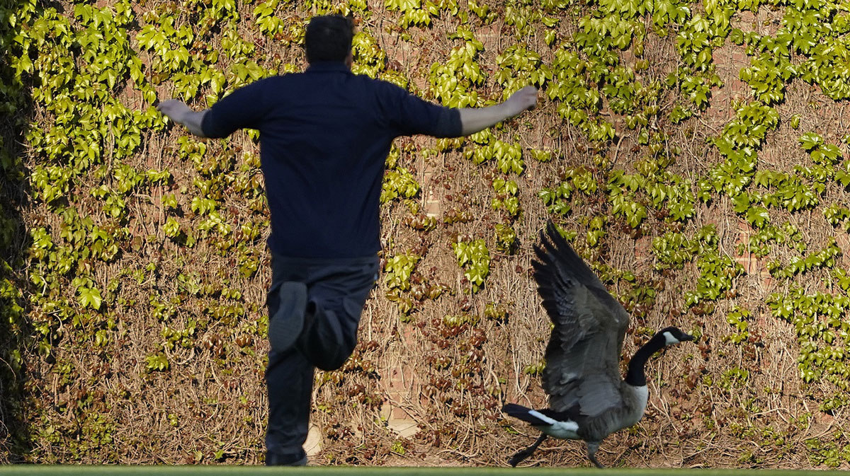Cubs-Giants game gets invaded by Canadian gander