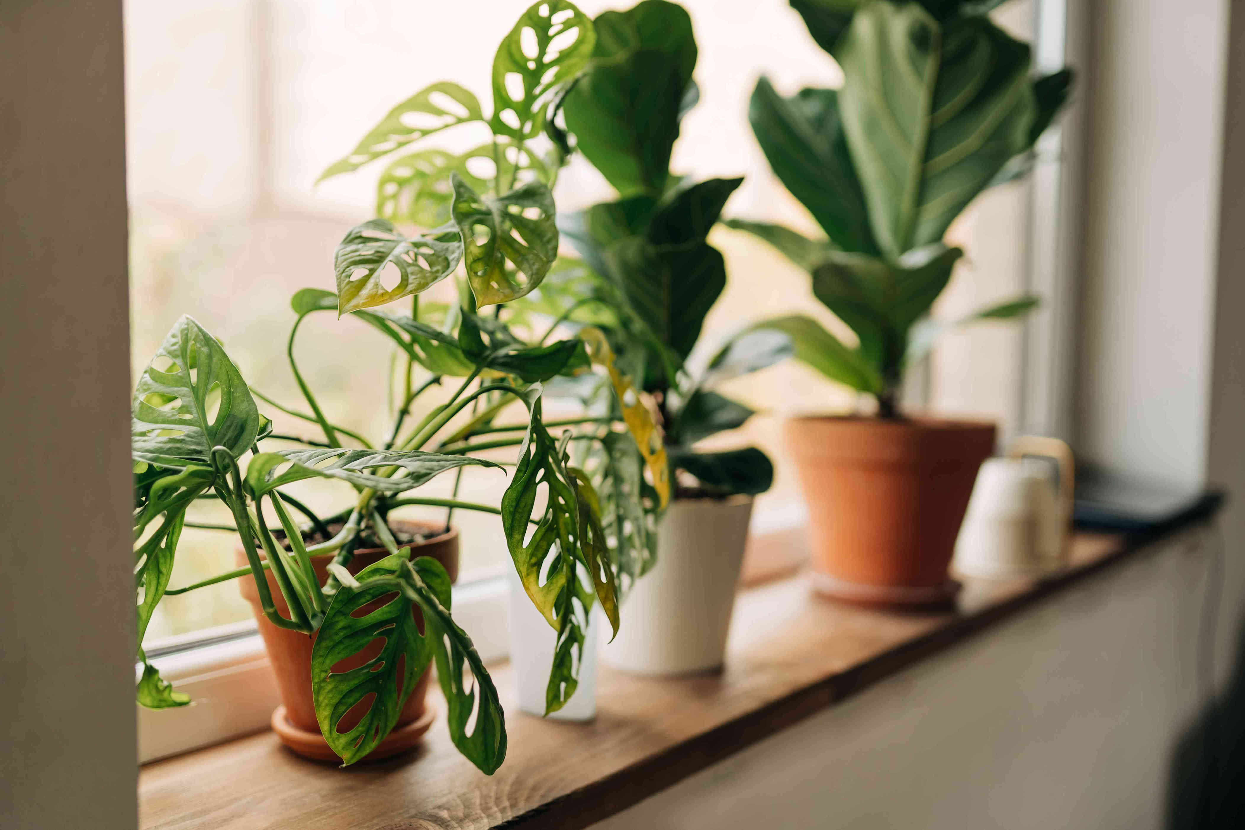 Yes, You Should Spring Clean Your Houseplants—Here's How in 3 Easy Steps