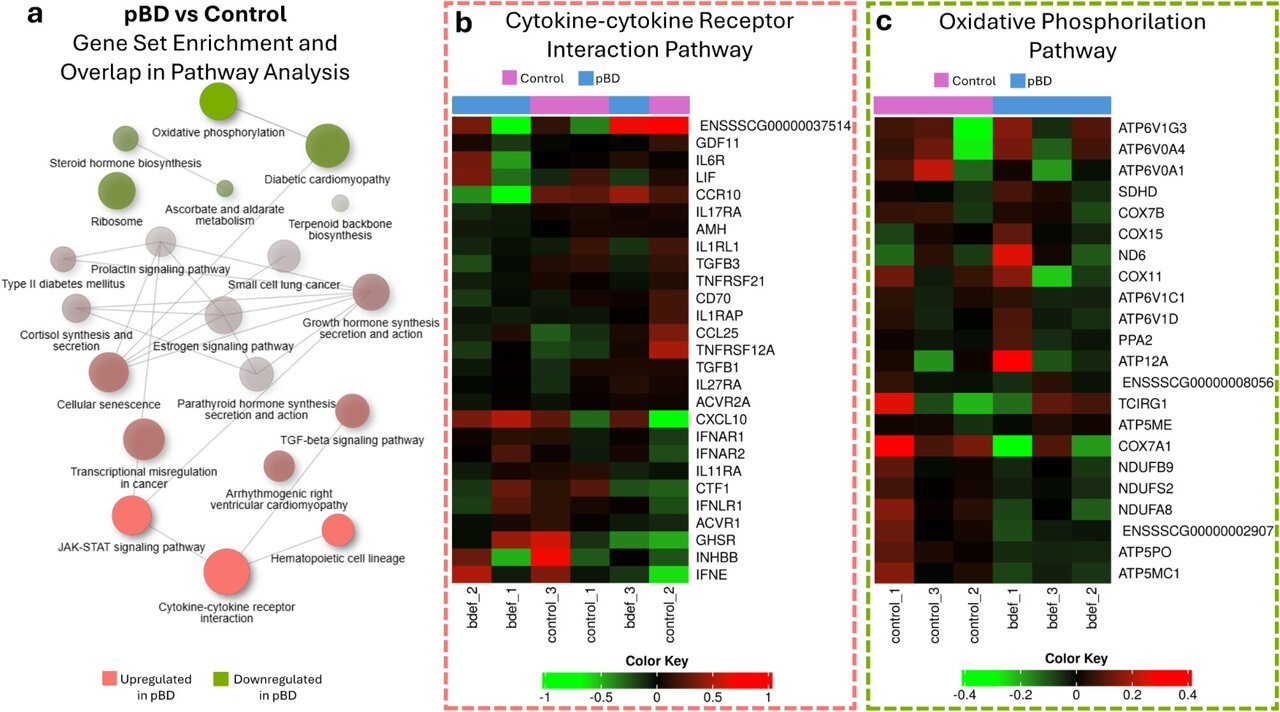 Antimicrobial peptide discovery could transform swine disease management