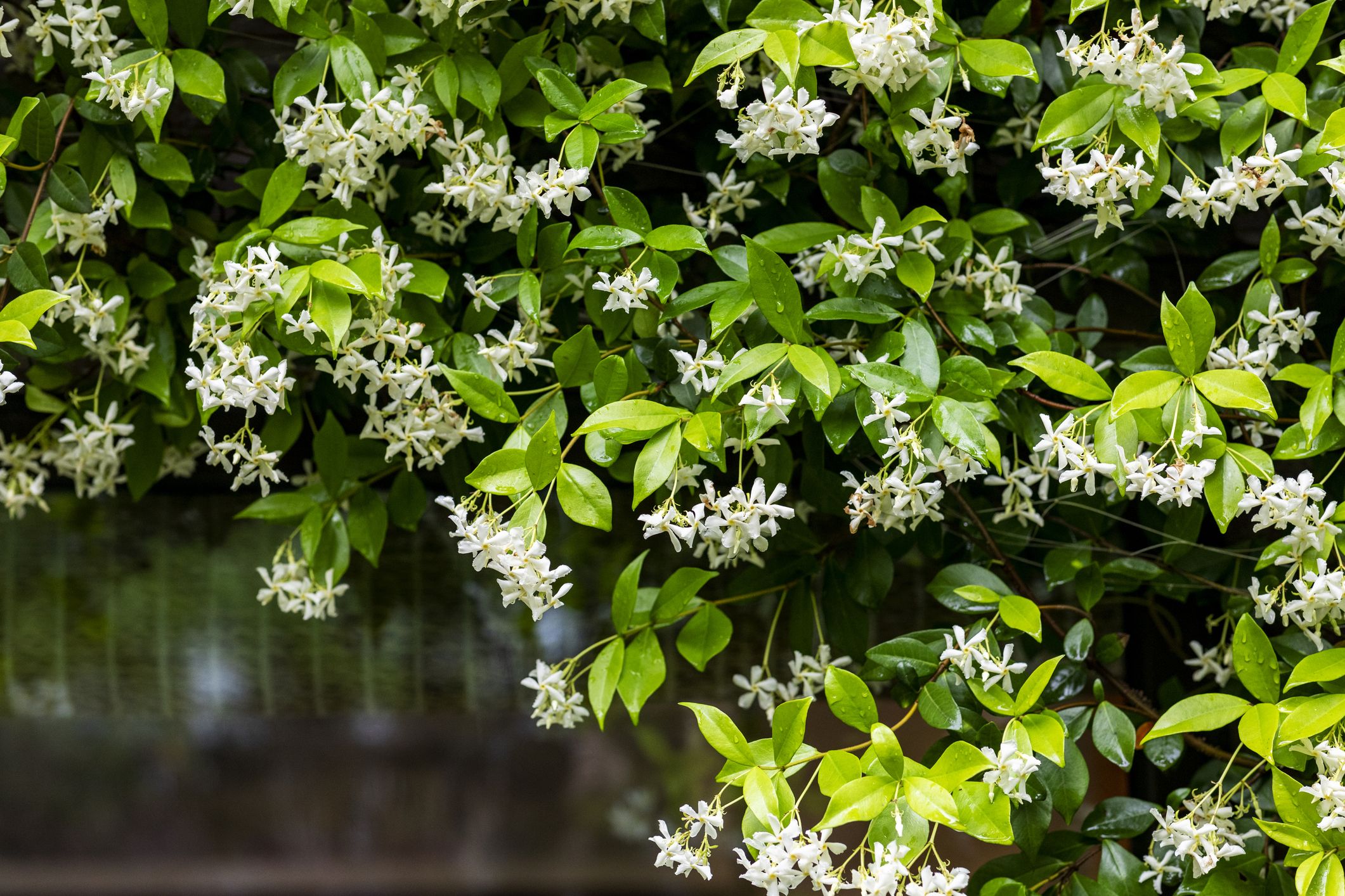 We Found the Best "Everyday" Plants That Have the Most MAGICAL Scents