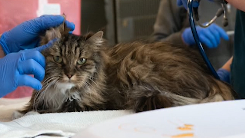 Cat survives deadly 380-foot-fall at Bryce Canyon National Park