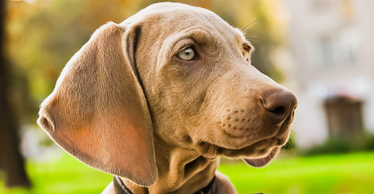 11 Breeds People Regret Choosing for Their Looks Alone