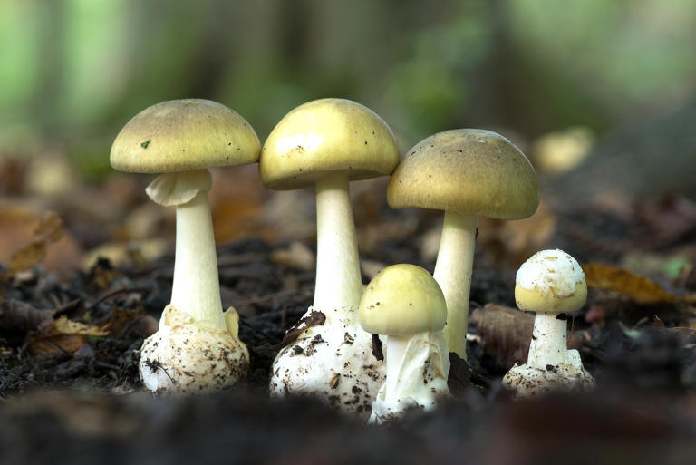 Australian convicted of murder after poisoning family with death cap ...