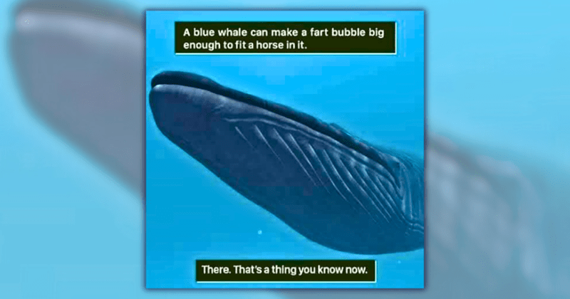 22 Deep Sea Memes Bubbling Up From the Abyss to Brighten Your Surface ...