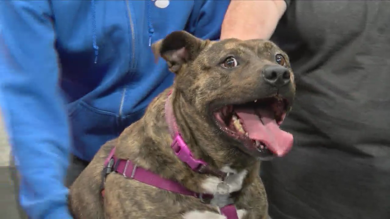 Furry Friends: Meet Brenda