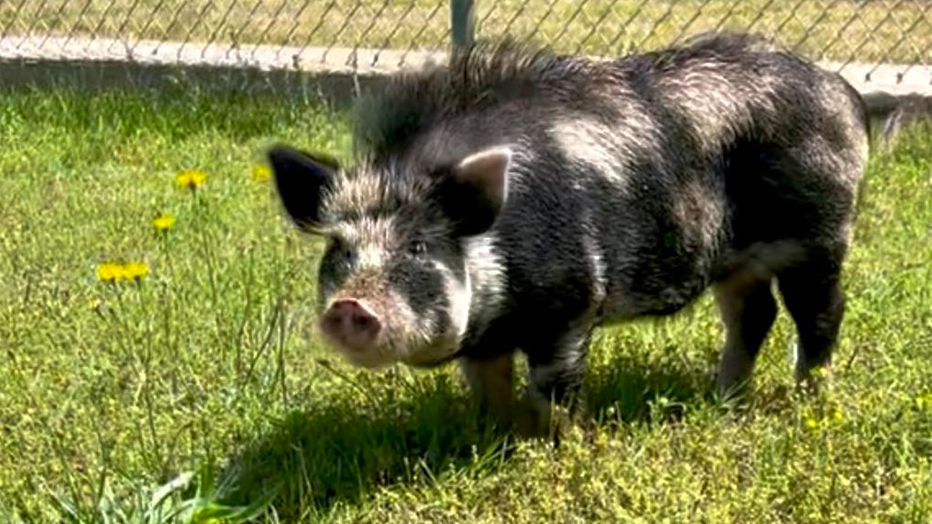 Pig caught by police outside Union County high school: ‘A ham-burglar’