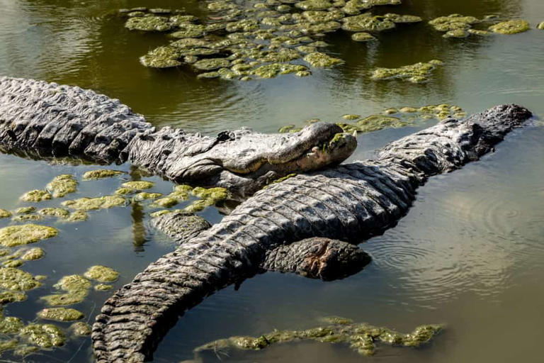 The World’s Smartest Reptiles: Surprising Intelligence Behind the Scales