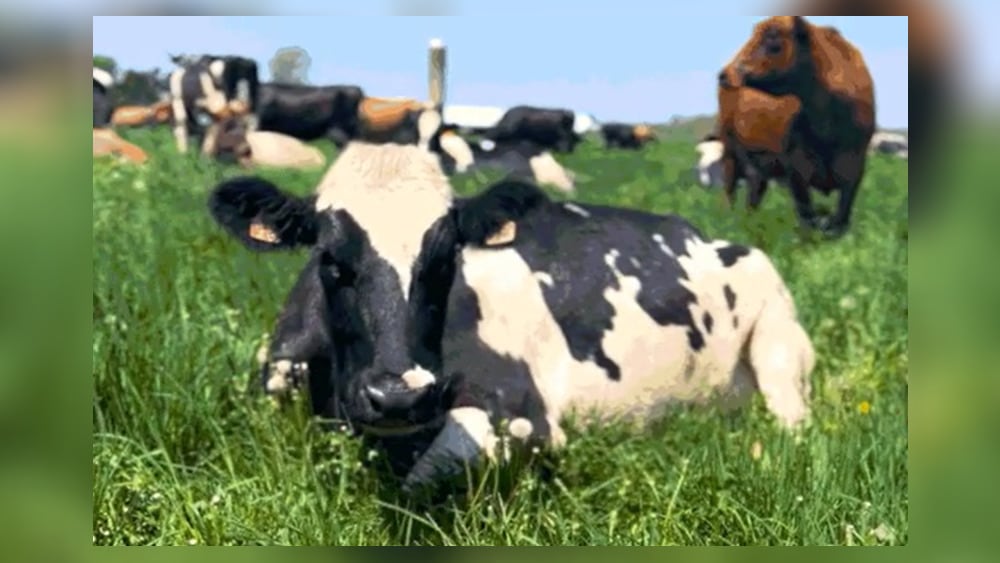 Local cow competing in national ‘Happy Cow Showdown’