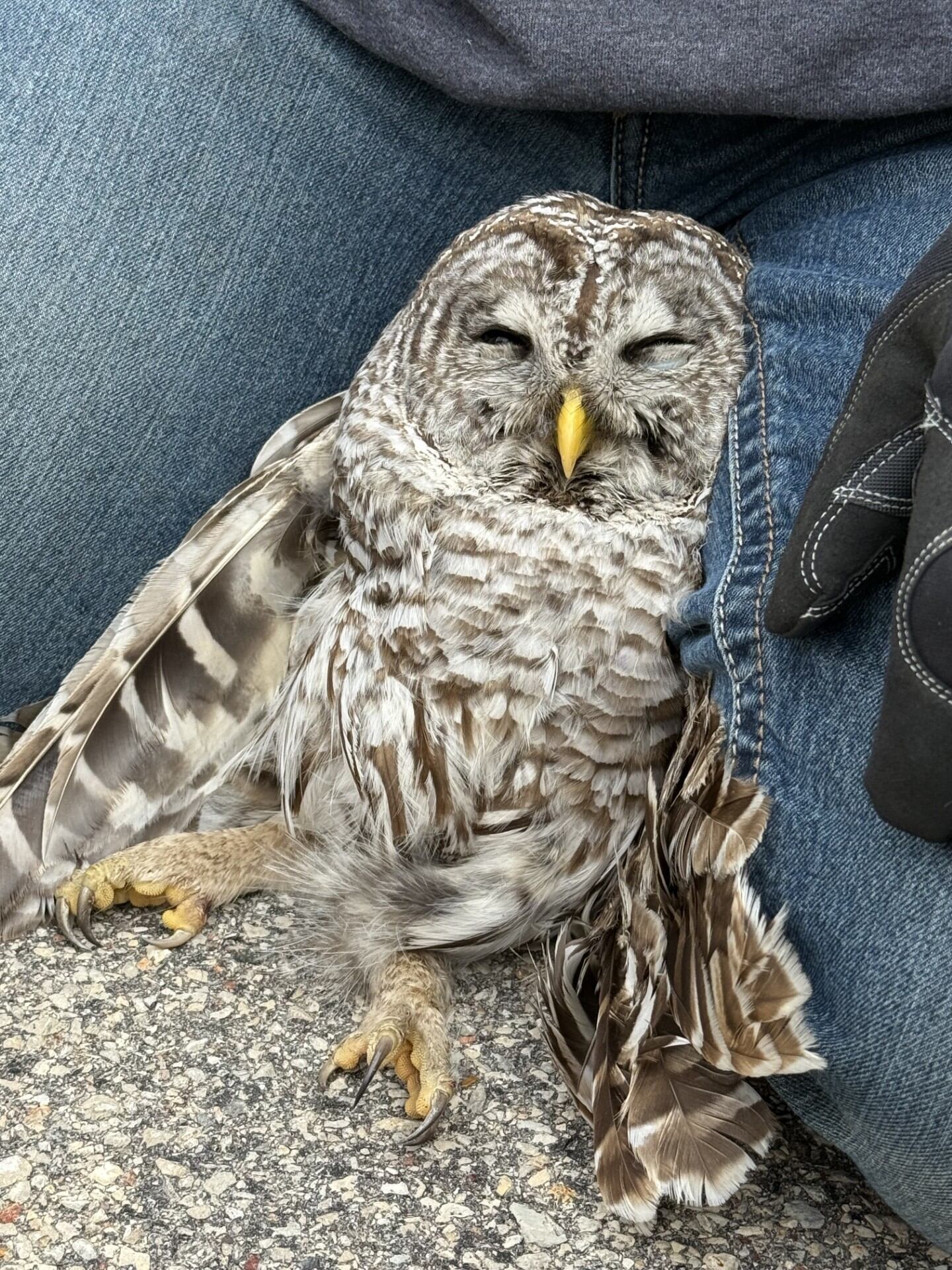 Owl rescuers share close encounter with ‘Hoot-dini’