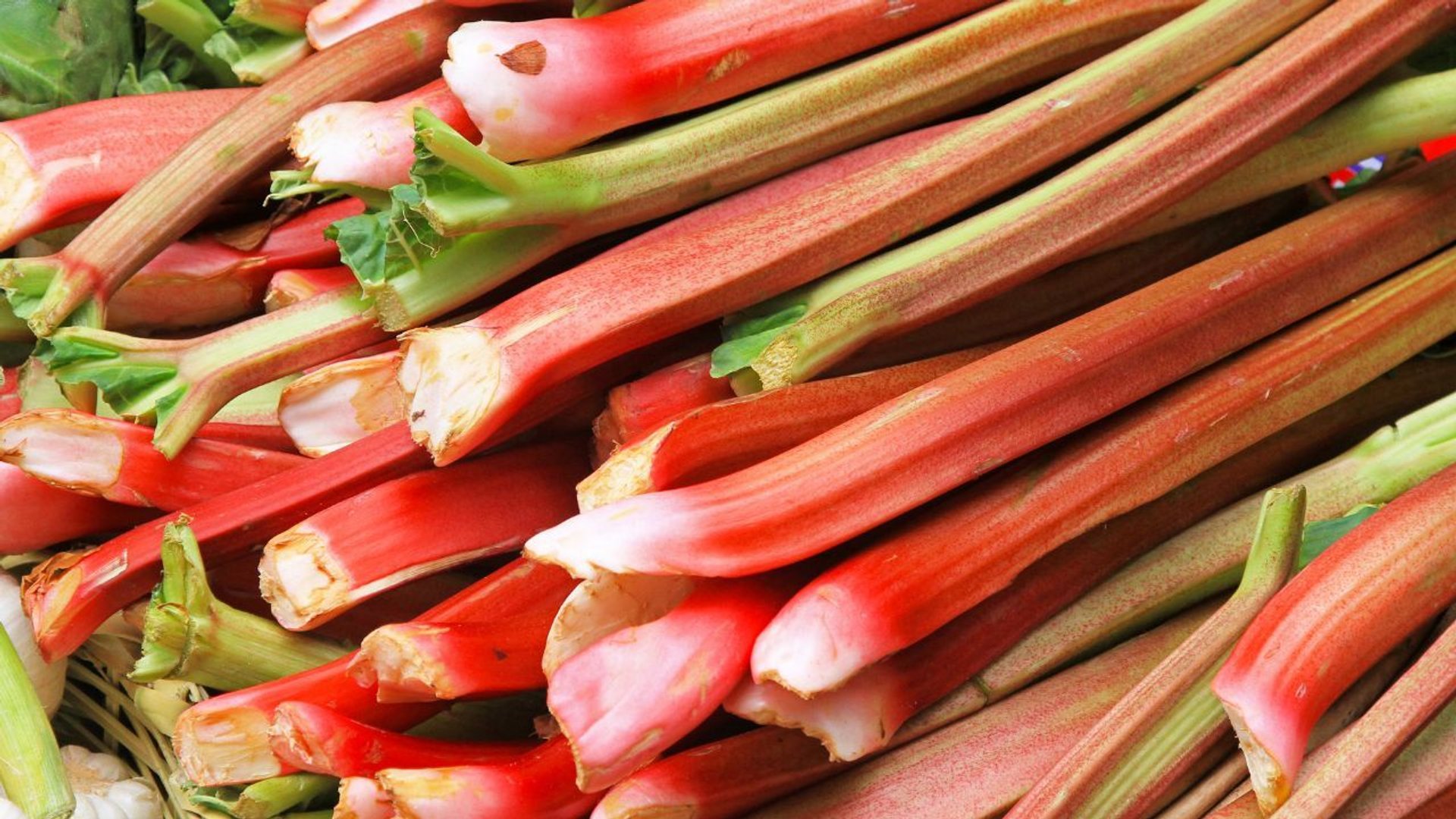 Zaczyna się sezon na polski rabarbar. Ceny takie, że lepiej zacząć ...