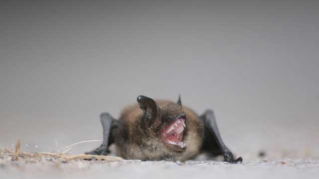Bat tests positive for rabies in Tippah County