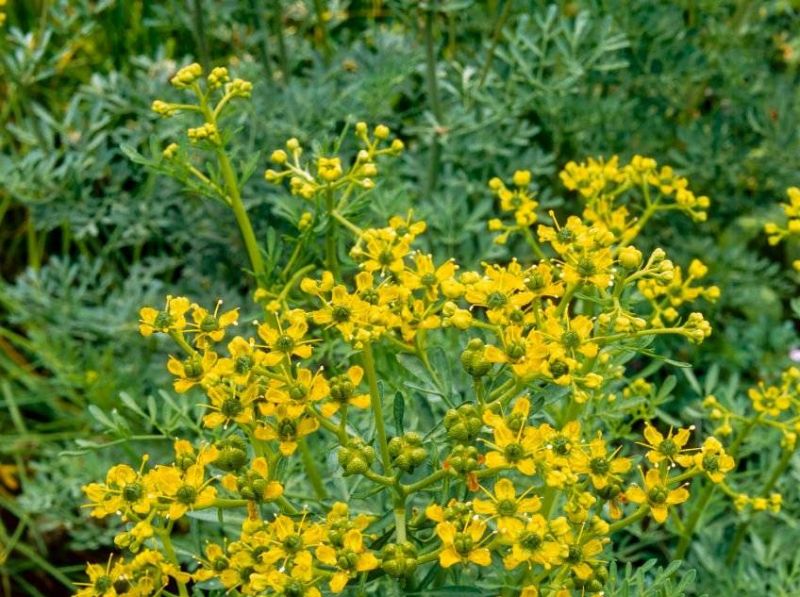La hierba ancestral que alivia todos los dolores sin medicación ni ...