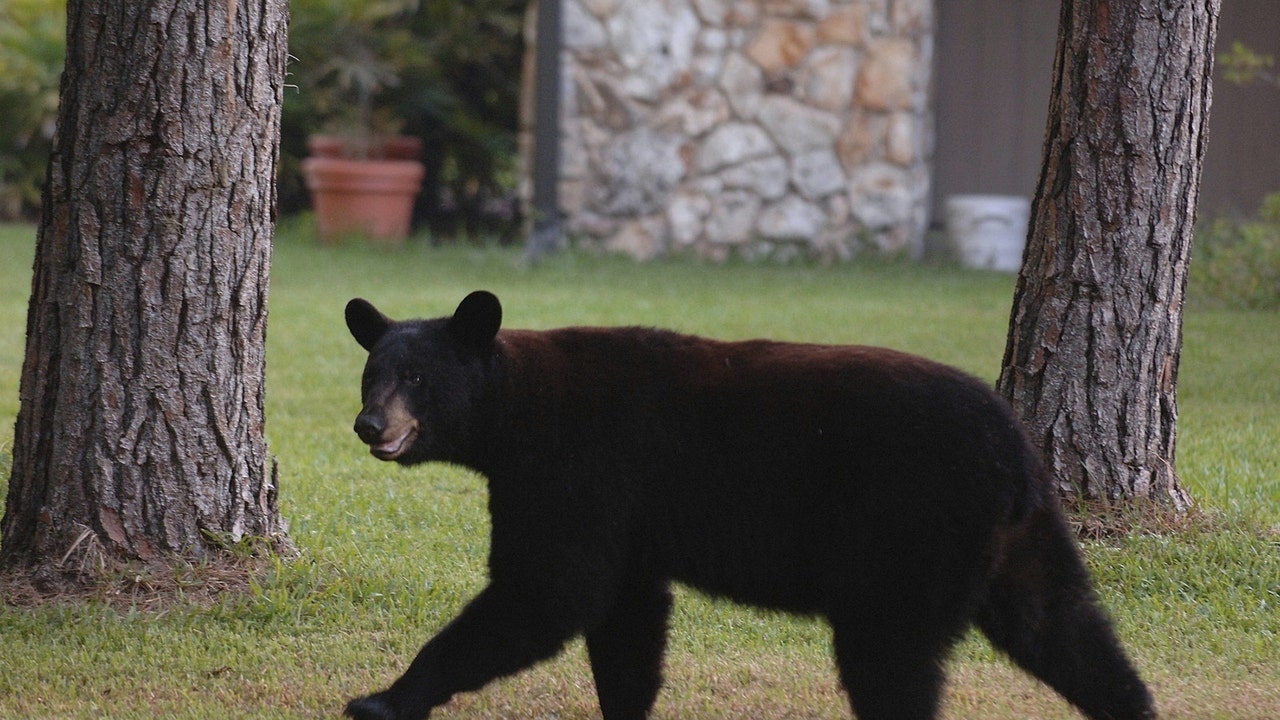 3 black bears killed in Florida after man, dog killed in bear attack in ...
