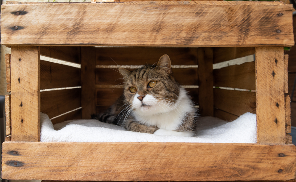17 Pet Storage Setups That Blend with Decor
