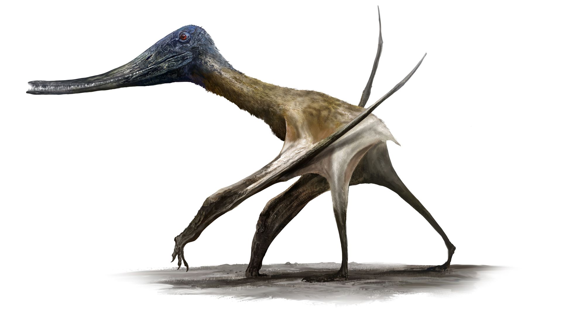 Pterosaur tracks reveal flying reptiles were comfortable on land, too ...