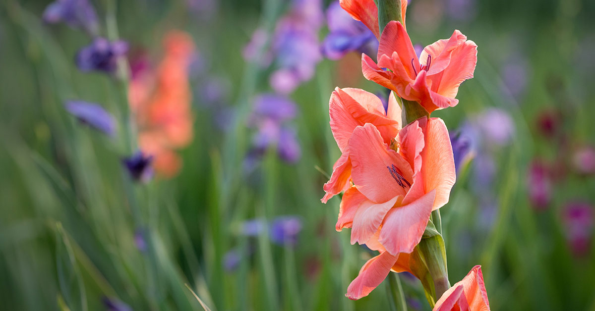 15 Flowers That Symbolize Freedom and Independence