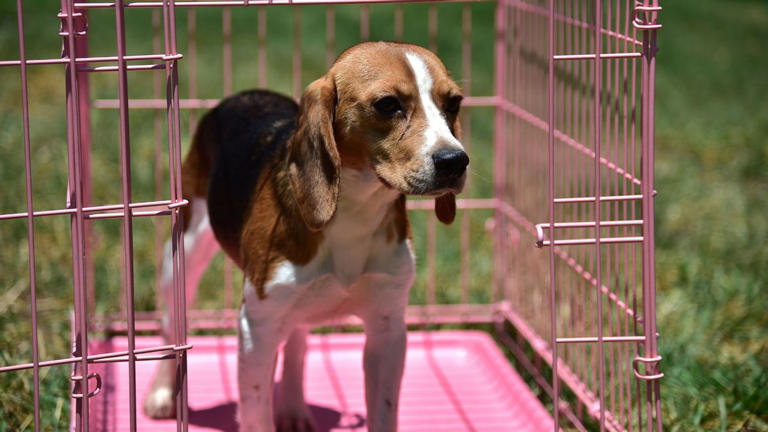 Trump's NIH director said agency 'got rid' of all beagle experiments on ...