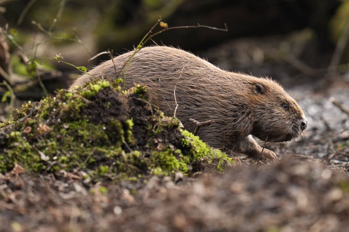 Activists illegally releasing beavers into wild say they are doing ‘God ...
