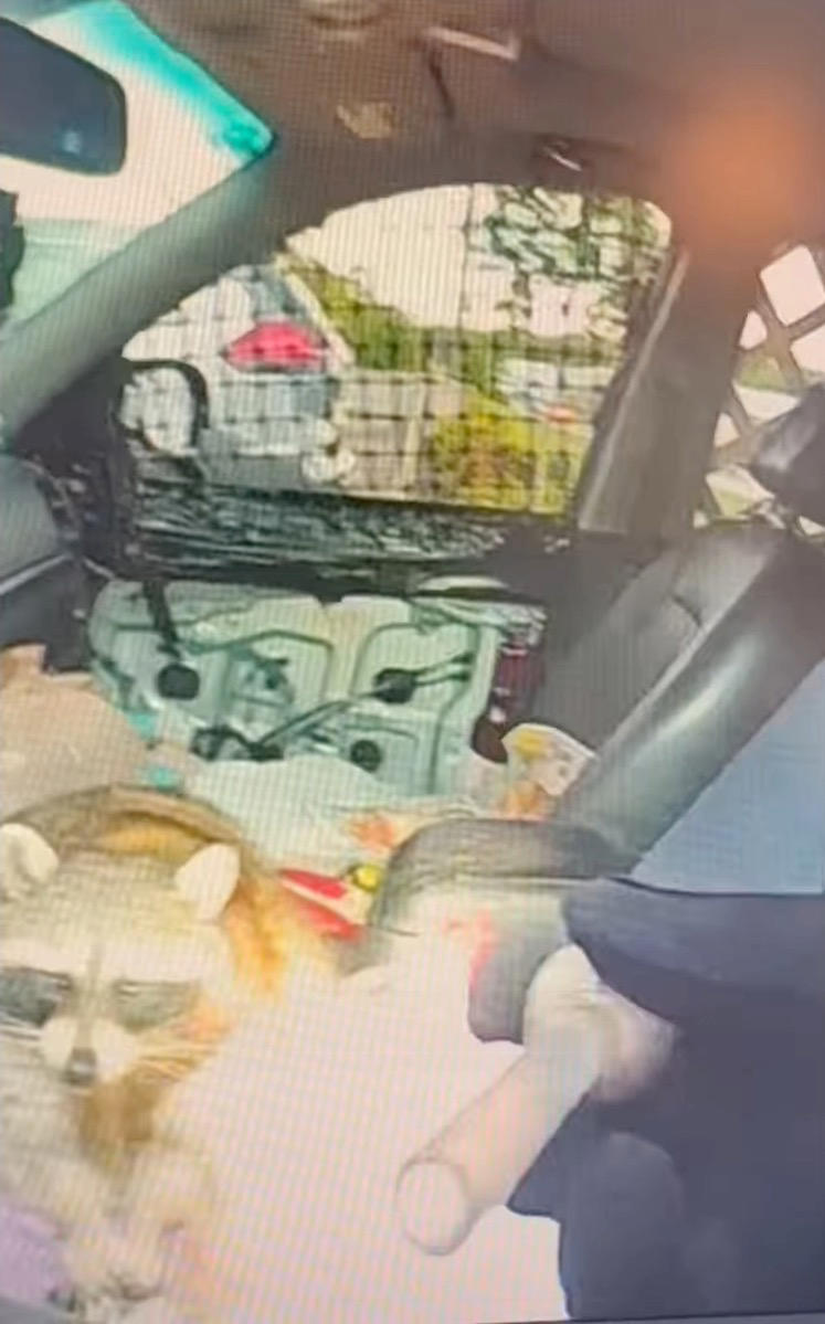 Pet raccoon with meth pipe in his mouth found in driver’s seat during ...