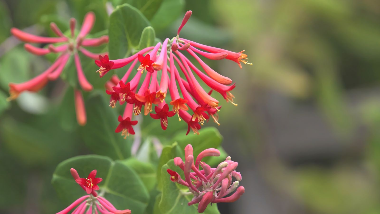 Best climbers to attract hummingbirds – 5 nectar-rich vines with ...