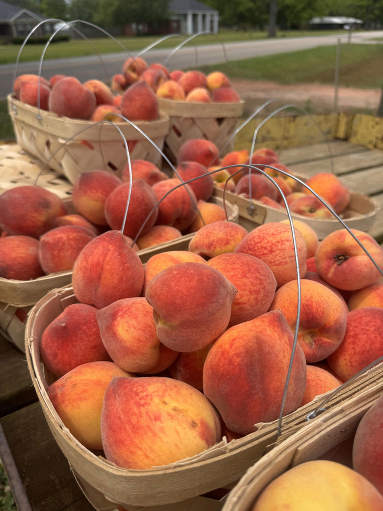 Burris Farm peaches are back, bringing a sweet, early harvest in ...