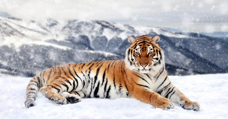 Facing Extinction: How Many Tigers Are Left in the World?
