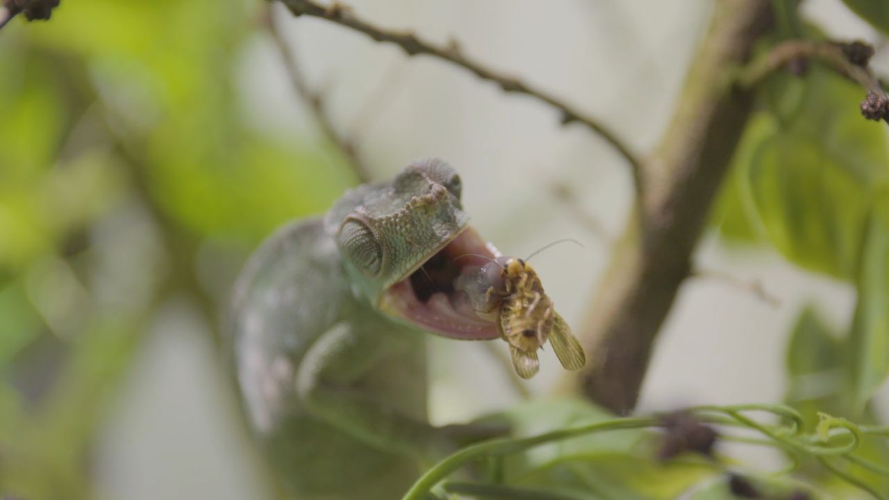World's oldest zoo to celebrate International Chameleon Day on May 9