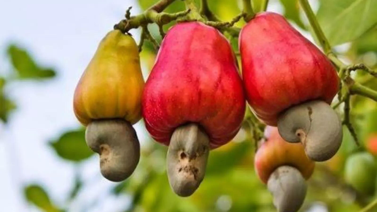 To prevent sand erosion, GFDC seeks to plant cashew saplings