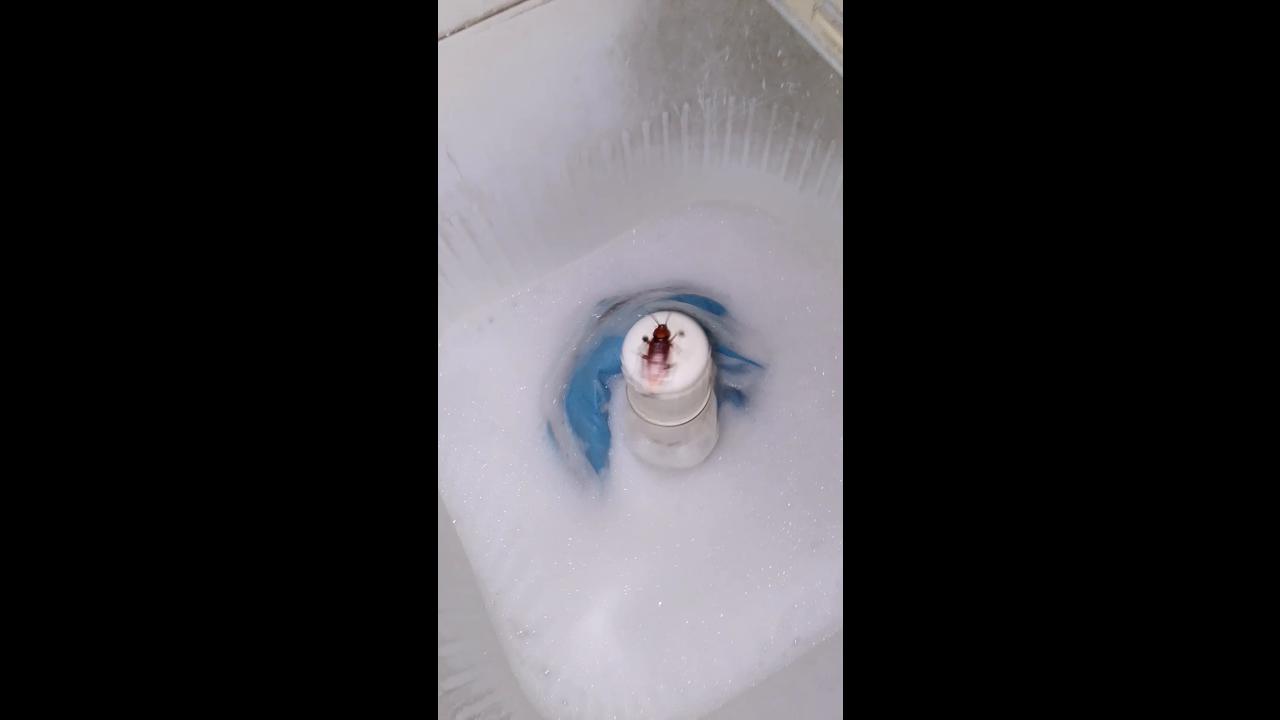 Cockroach Goes for a Spin on Washing Machine