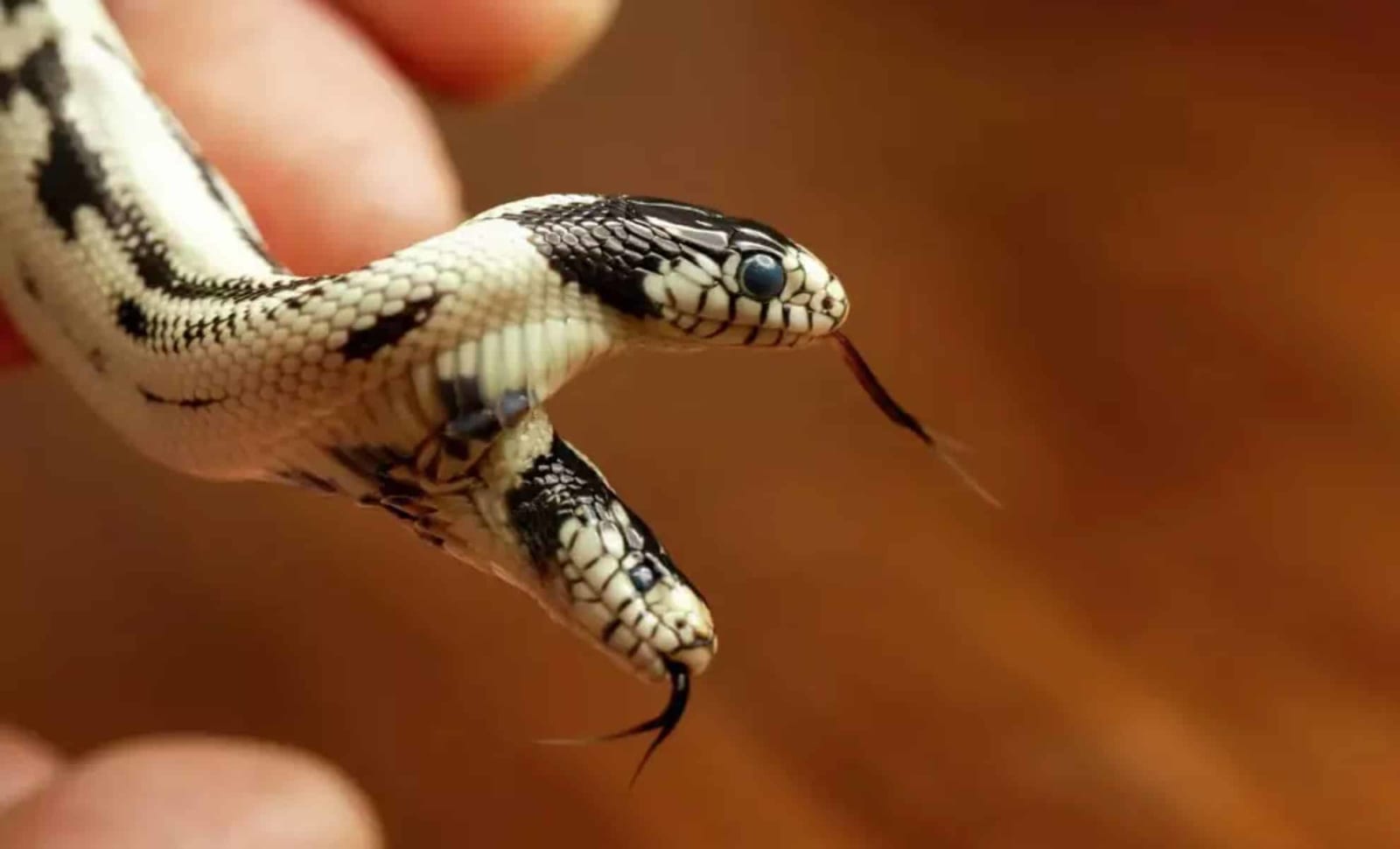 Rare Two-Headed Snake Hatches at Berkeley Store