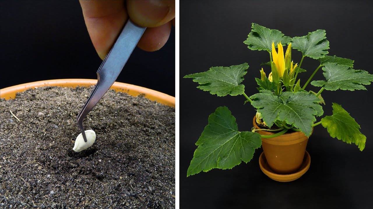 Growing Zucchini Time Lapse - Seed To Fruit in 78 Days