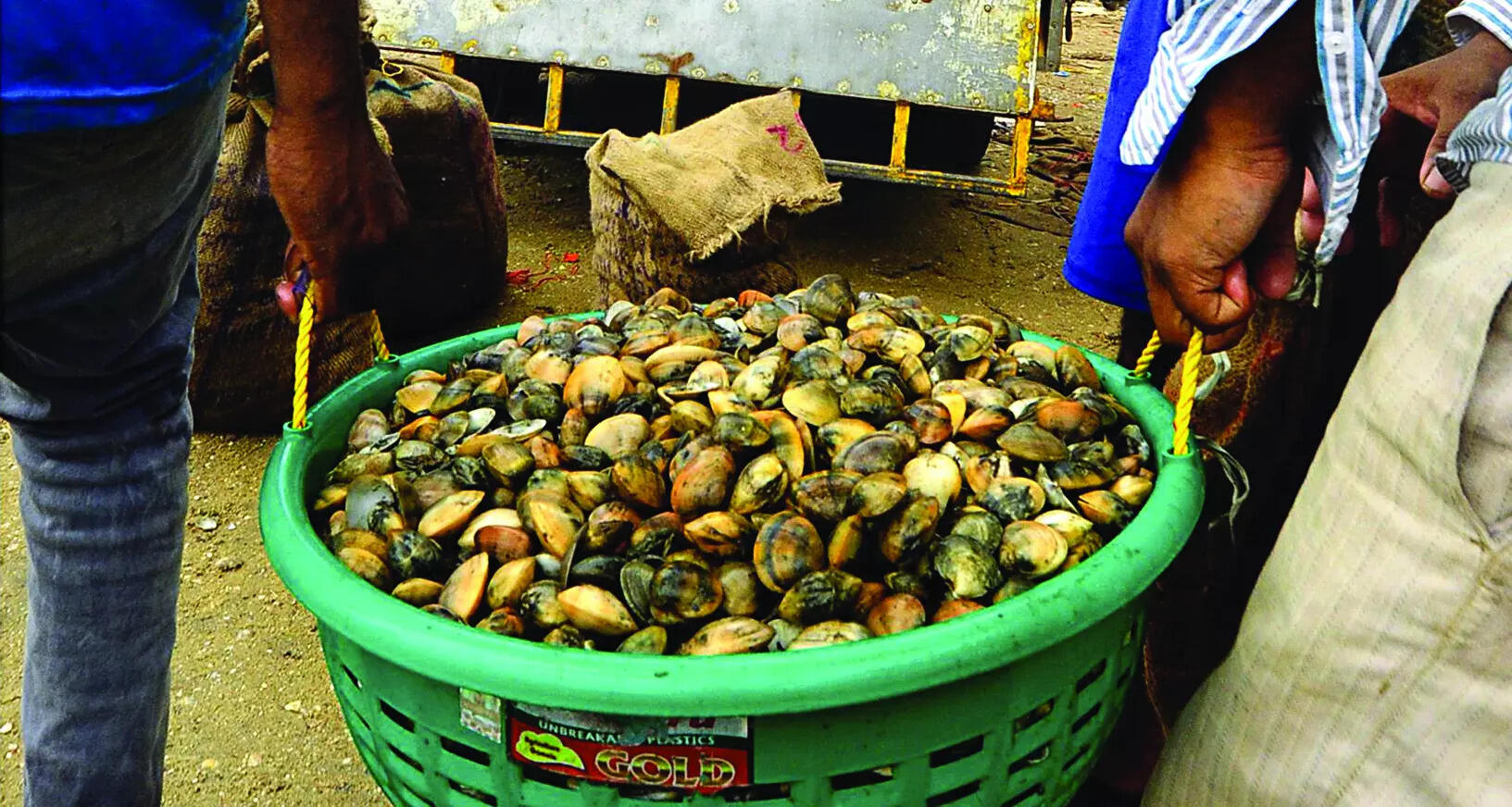 Impose shellfish harvesting guidelines for riverine areas: Experts