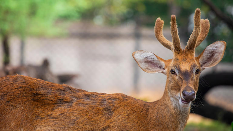 The World's Only Floating National Park Is An Ethereal Natural Wonder ...