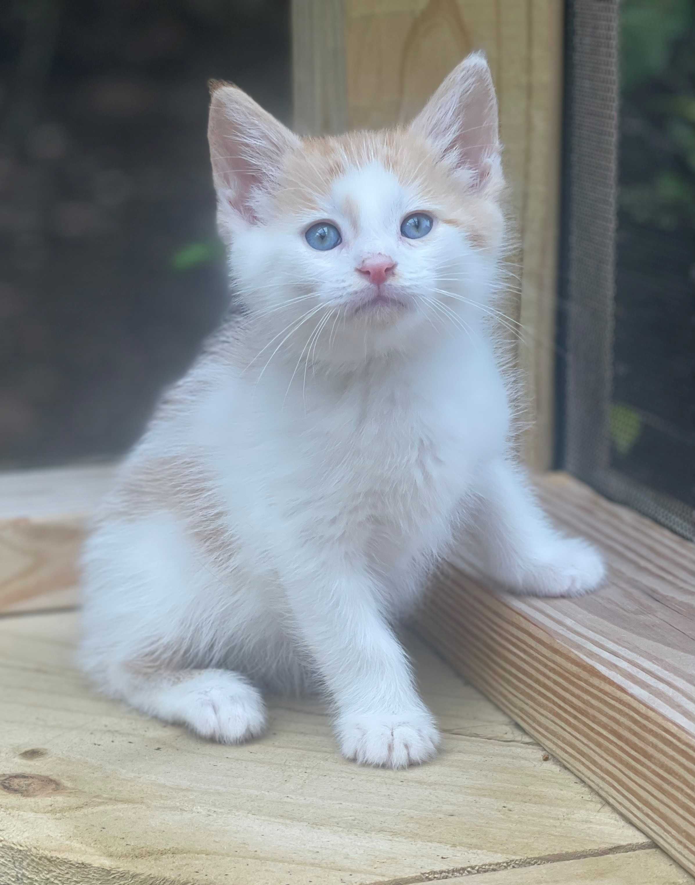 What you need to know about Kitty Kat Haven's 5k Meow-A-Thon