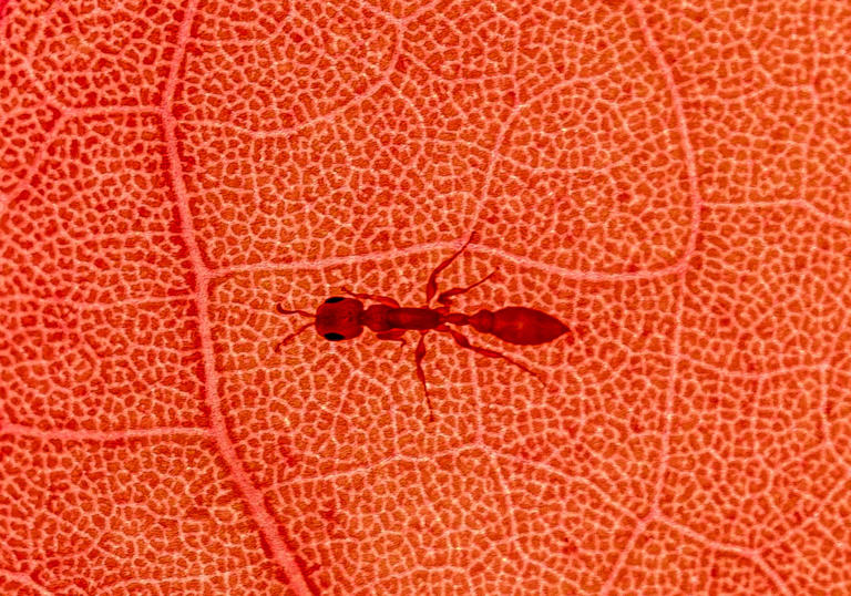 Venomous Asian needle ants on rise in Southeast. Sting can cause ...