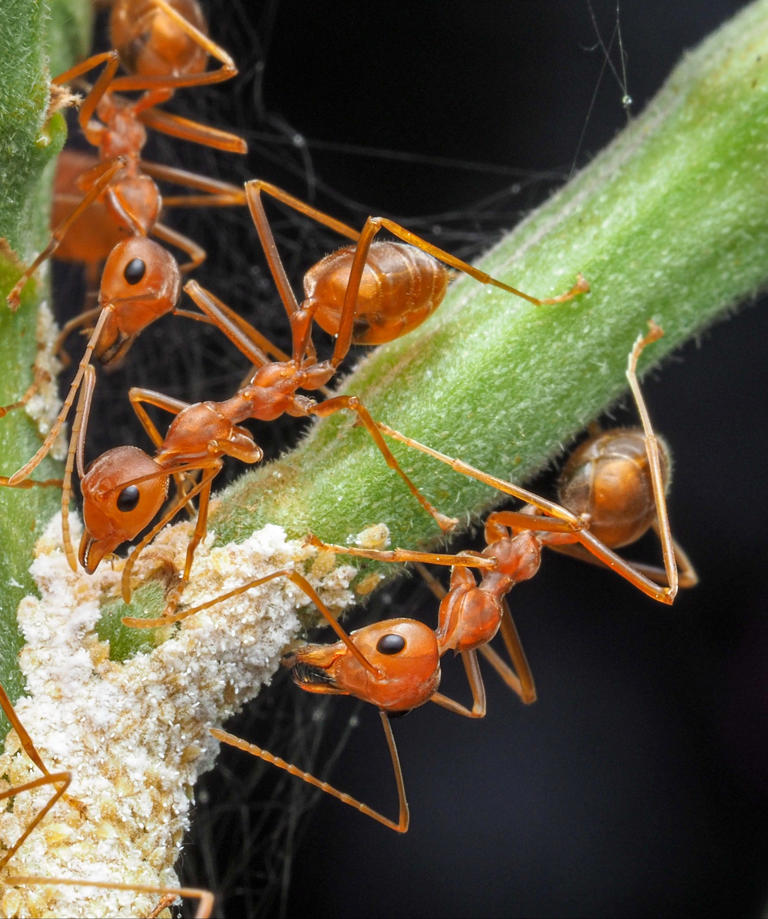 Venomous Asian needle ants on rise in Southeast. Sting can cause ...
