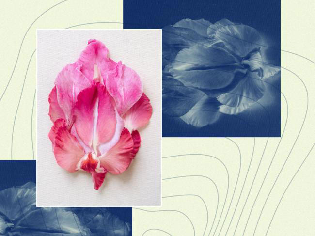 Everything You Need to Know About the Labia Majora