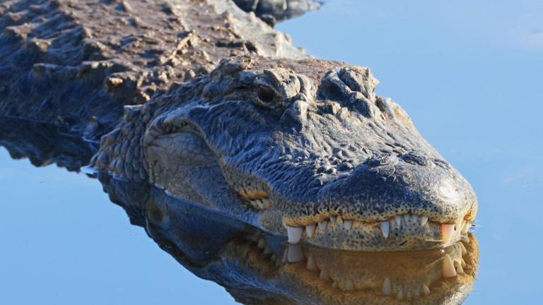 Alligator kills 61-year-old Davenport woman canoeing with husband on ...