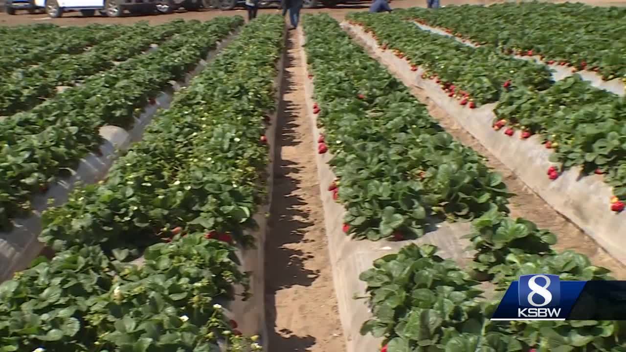 New strawberry varieties promise tastier, stronger crops for ...