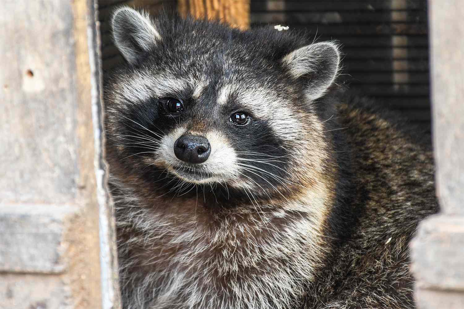Raccoon with Meth Pipe in Its Mouth Found in Driver’s Seat During Ohio ...