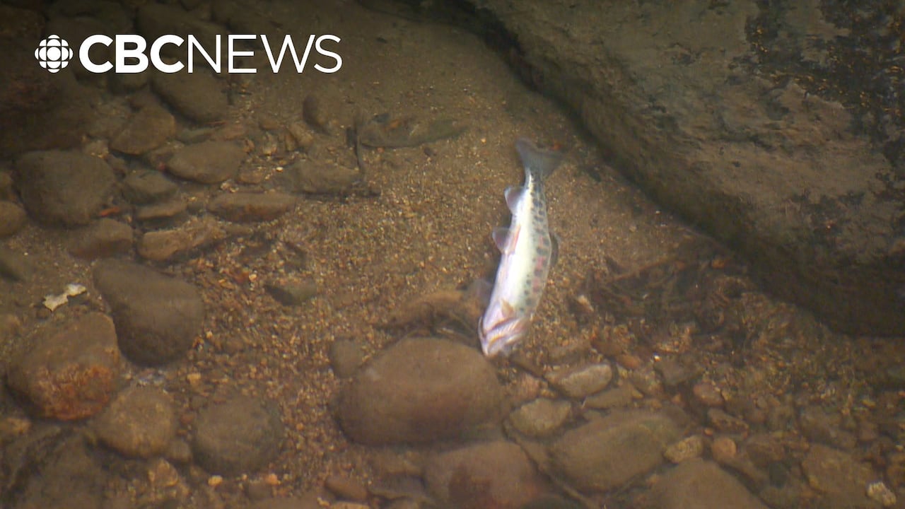 Mass fish kill under investigation in Burnaby creek after residents say ...