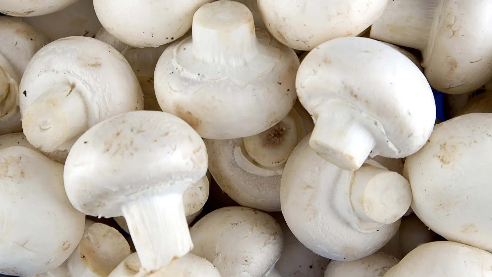 15 umami-rich mushroom recipes that win over anyone