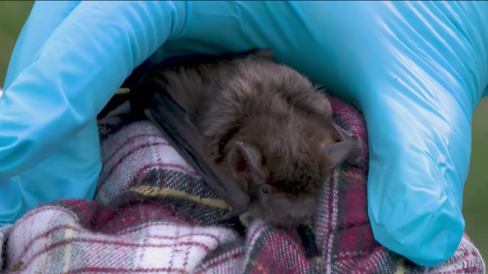 Dozens of rescued bats released back into the wild in Des Moines