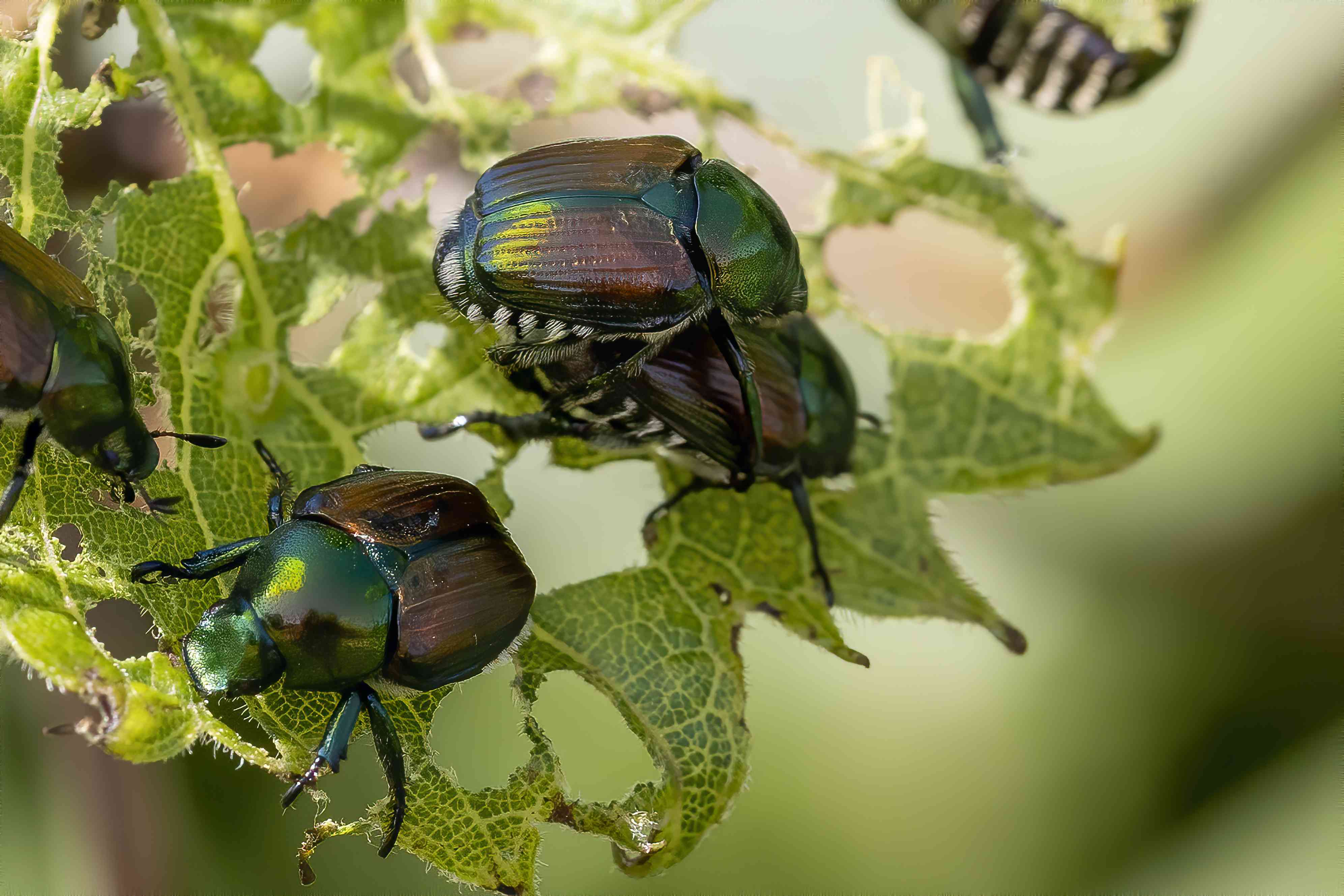 9 Expert-Approved Tips For Getting Rid Of Japanese Beetles