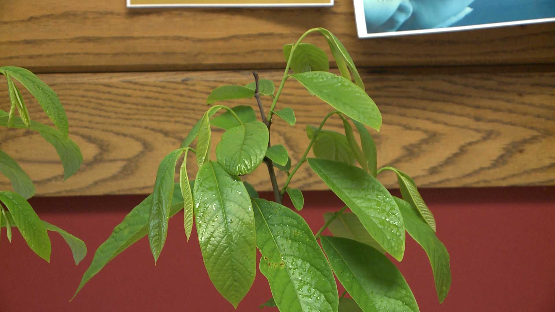 Decatur distributes trees to those impacted by May 26 tornadoes