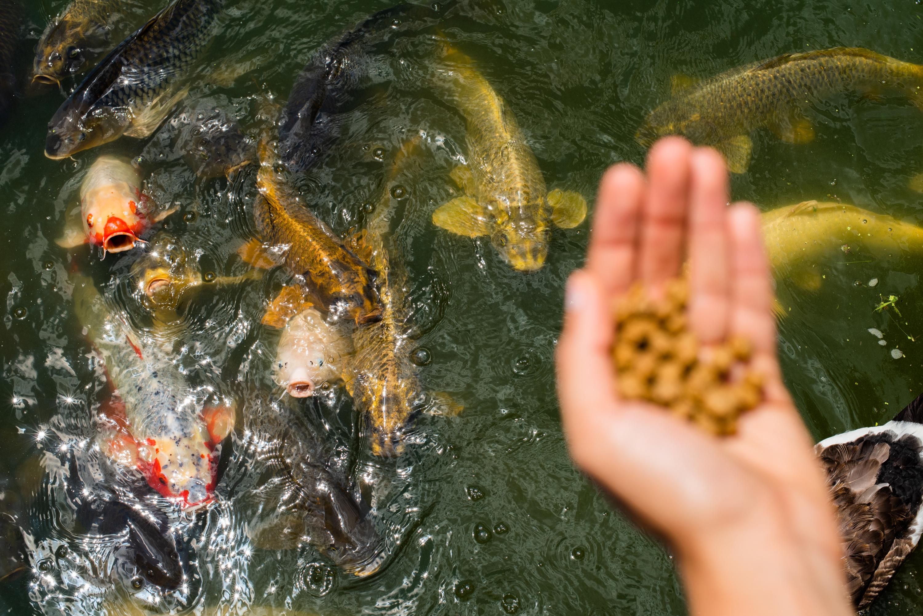 Comment bien nourrir les poissons du bassin